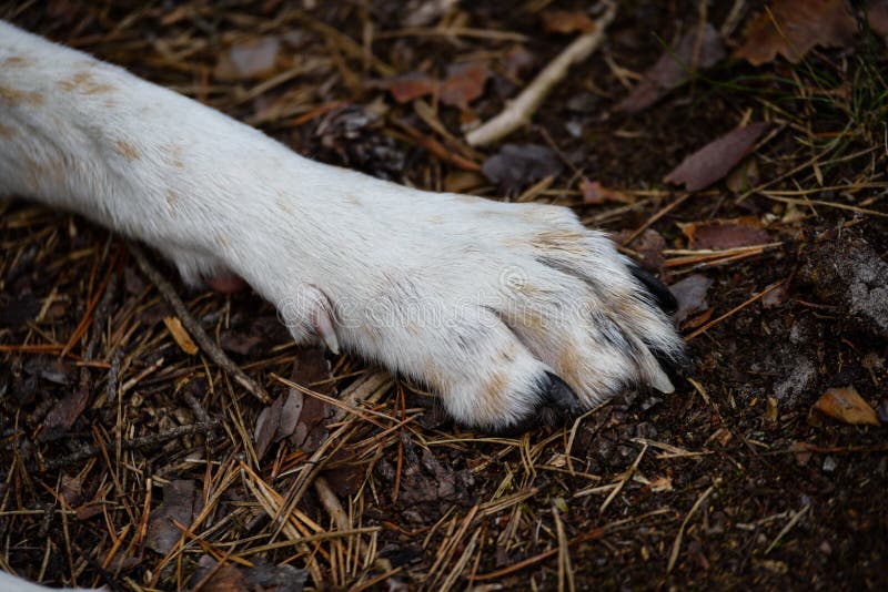 Dog paws in forest stock photo. Image of park, canine - 99705032