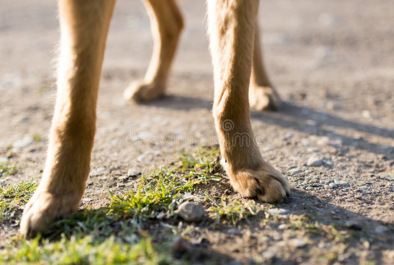 Dog paws on the nature stock photo. Image of detail - 109145908