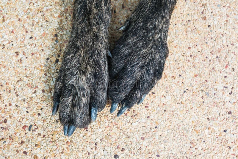 Dog paws stock image. Image of foot, natural, close, skin - 51652389