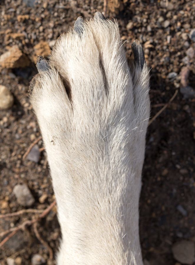 Dog paws stock photo. Image of animal, shape, puppy, foot - 95785096