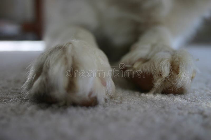 Dog Paws stock photo. Image of cute, relaxed, paws, furry - 89640320