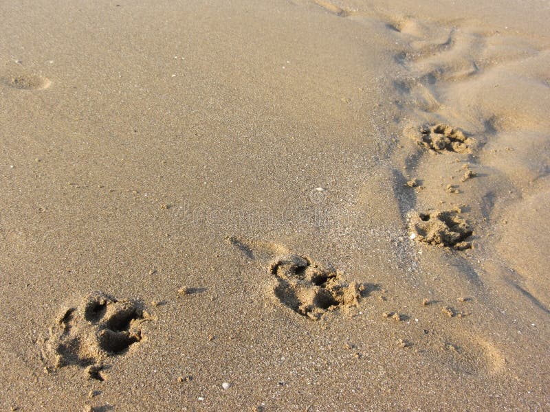 Dog Paws Shapes Long the Beach Next To the Sea Stock Image - Image of ...