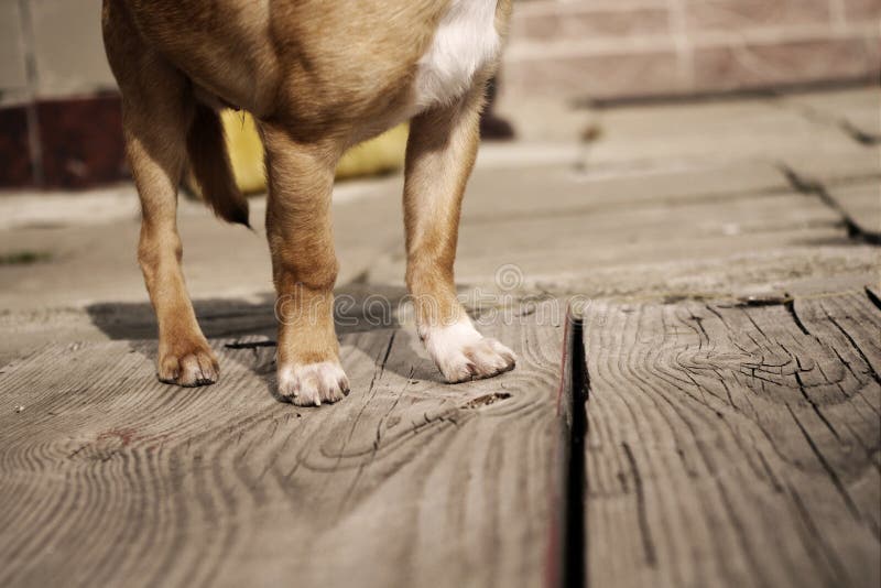Dog paws stock photo. Image of animal, paws, outdoors - 43129164