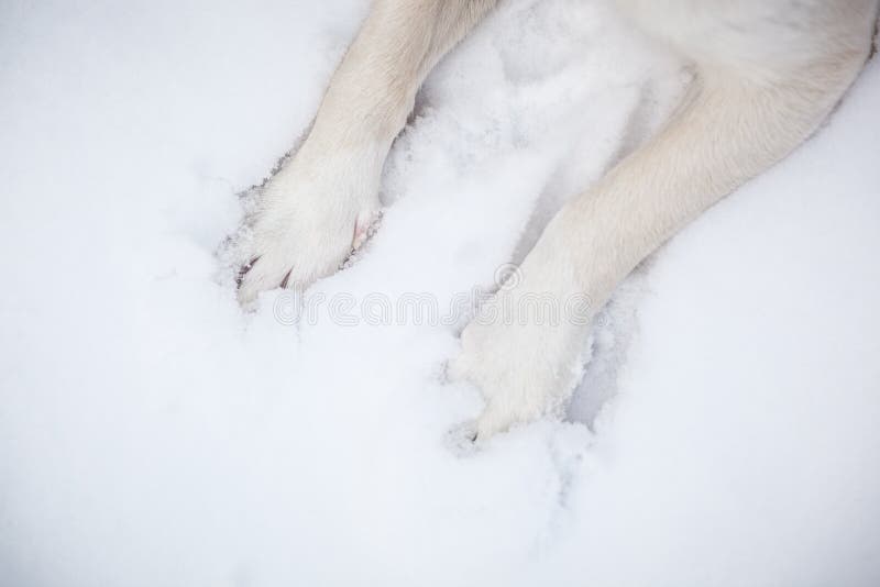 Dog paws in snow stock image. Image of hair, frozen, snow - 50010375