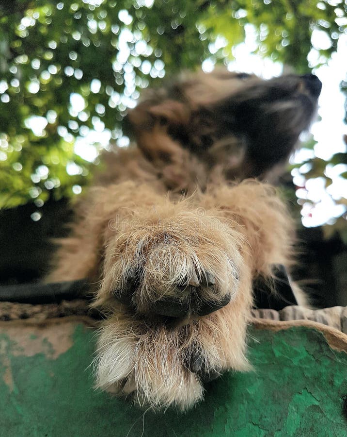 Dog paws stock image. Image of paws, details, dogs - 102153139