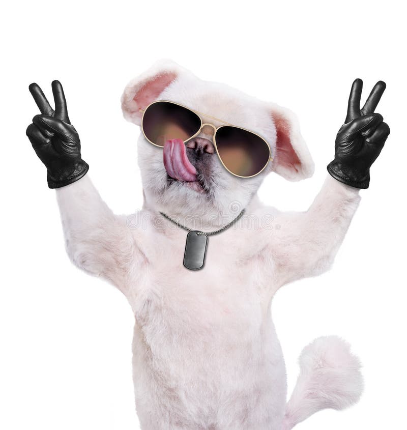 Dog with Peace Fingers in Black Leather. Stock Photo - Image of ...