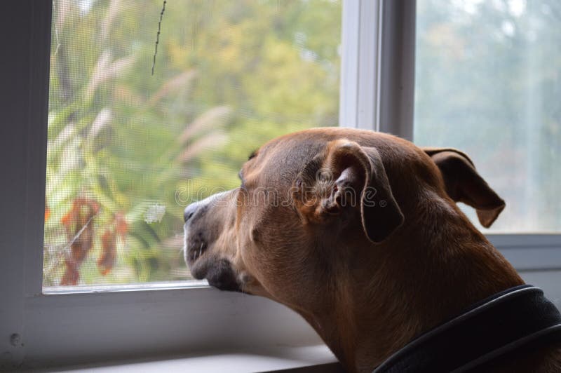 Why Does My Dog Stare Out The Window At Night