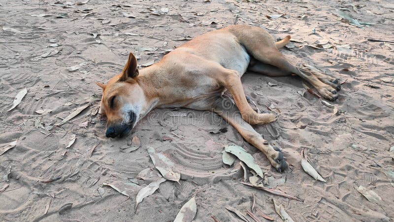 Dog Peacefully Sleeping Under the Shade of a Tree Stock Image - Image ...