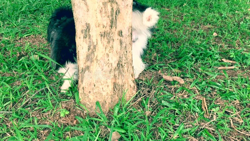 Dog Pee on Tree in garden stock footage. Video of park - 74796476