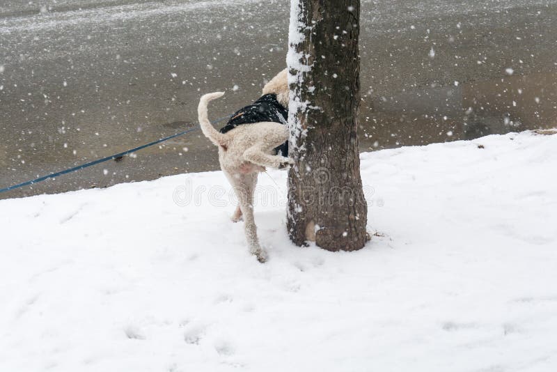 Dog Peeing on a Tree stock image. Image of peeing, standing - 89095161