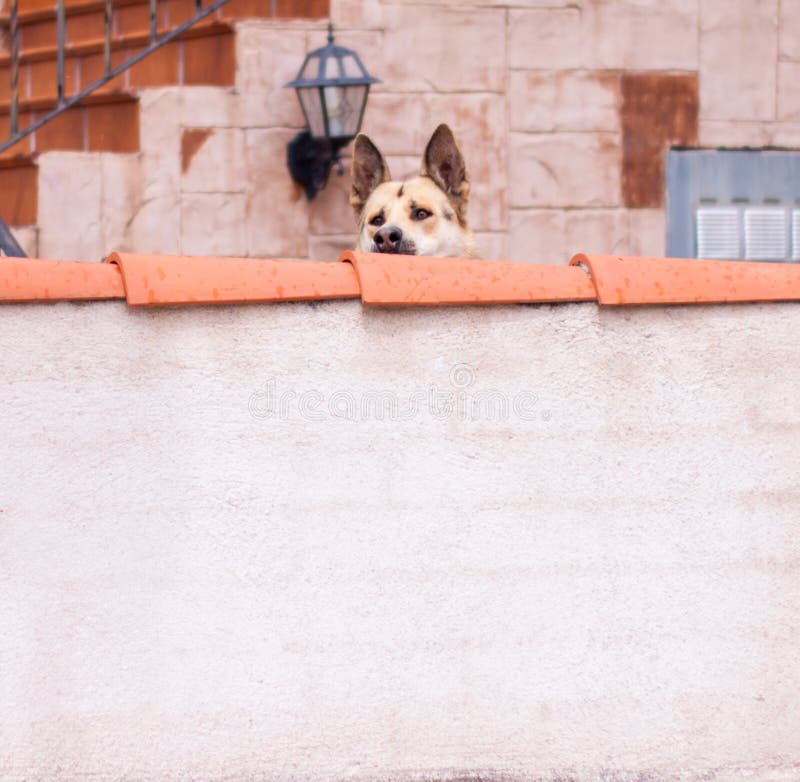 Dog peeking behind a wall stock image. Image of feed - 114289277