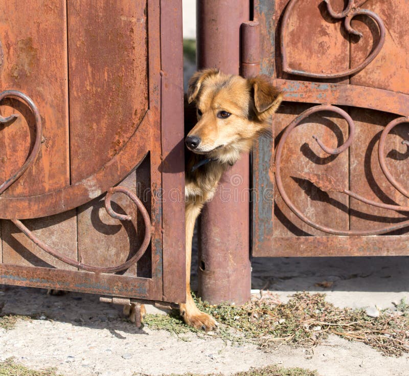Dog Peeking Out Of The Gate Stock Photo - Image of cute, animal: 112106084