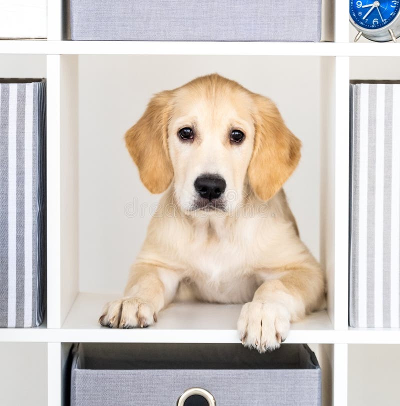 Dog Peeking Out Locker Stock Photos - Free & Royalty-Free Stock Photos ...