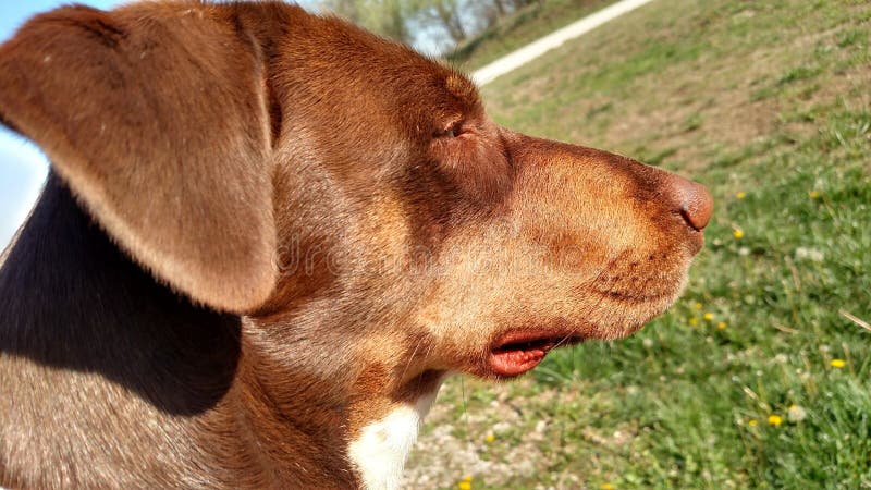 Dog Peering Down Road stock photo. Image of road, morning - 73704704