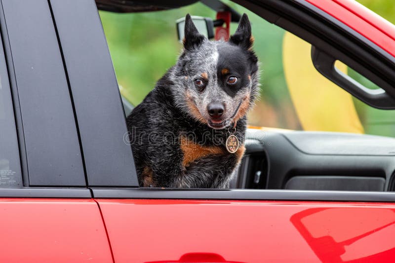 Dog Peering Out of a Red Car Window Stock Photo - Image of journey ...