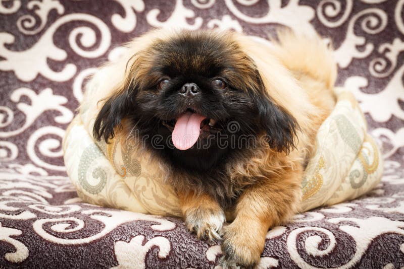 Peking Dog Stock Images - Download 254 Royalty Free Photos