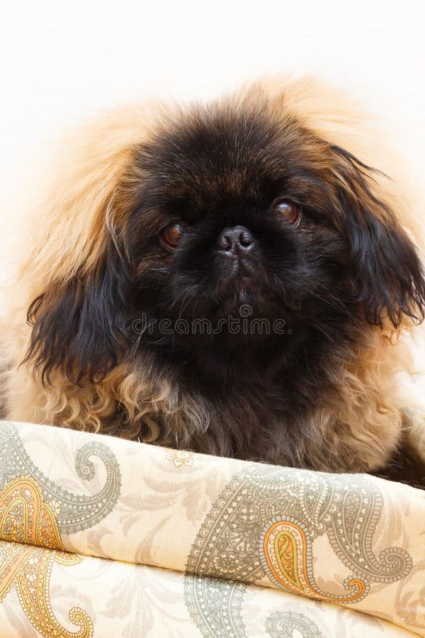 Peking Dog Stock Images - Download 254 Royalty Free Photos