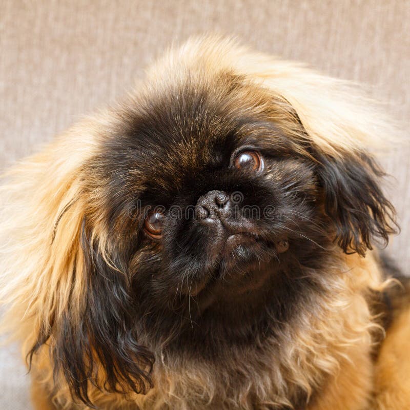 Dog stock photo. Image of peke, little, pekingese, animal - 103919884