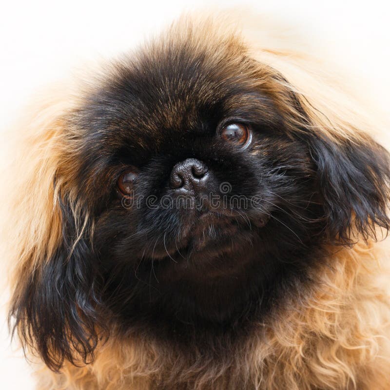 Peking Dog Stock Images - Download 254 Royalty Free Photos