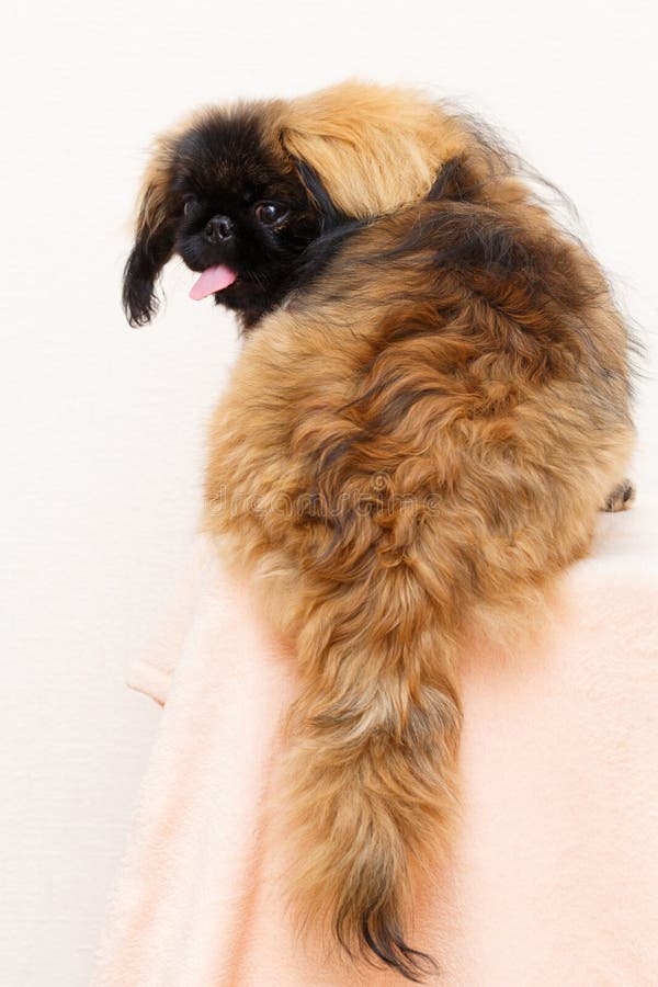 Peking Dog Stock Images - Download 254 Royalty Free Photos