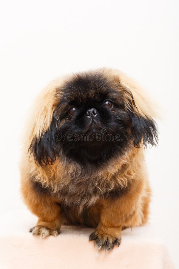 Peking Dog Stock Images - Download 254 Royalty Free Photos