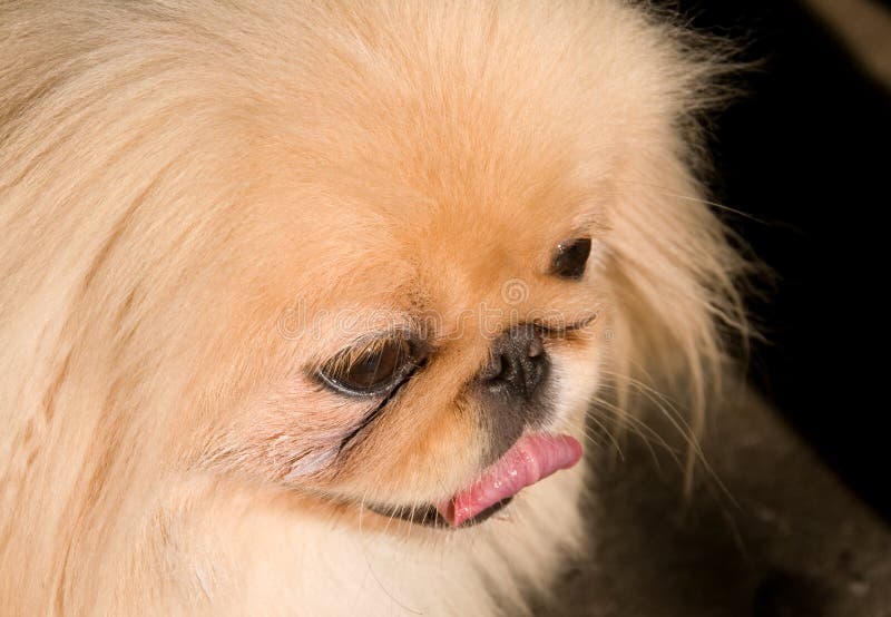 Dog pekingese. stock image. Image of hairy, pekingese - 16370211