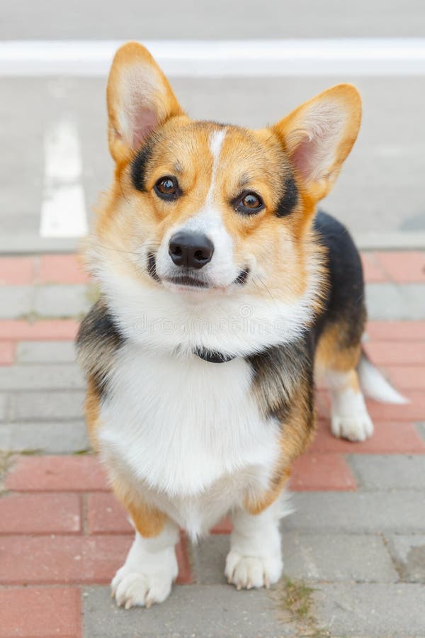 Dog Pembroke Welsh Corgi Smiling Stock Image - Image of doggy, cheerful ...