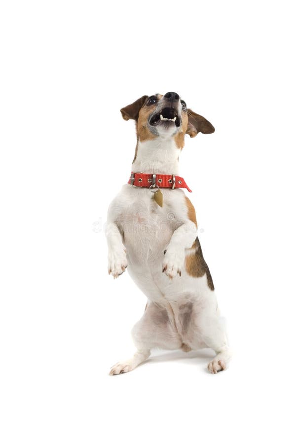 Dog performing a trick stock image. Image of beagle, purebred - 2865937