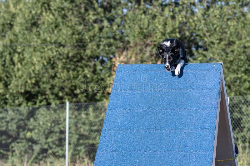 Dog Performs Agility Exercise on Elevated Platform in Sunny Training ...