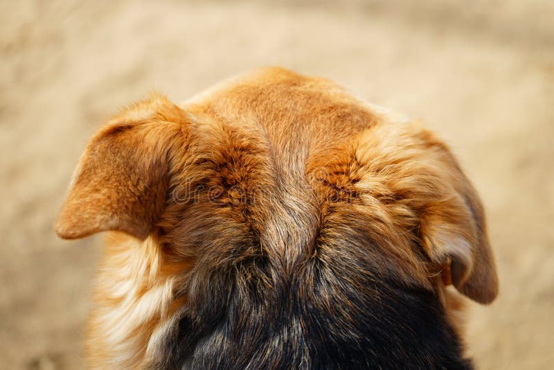 Dog perspective stock image. Image of perspective, view - 89905303