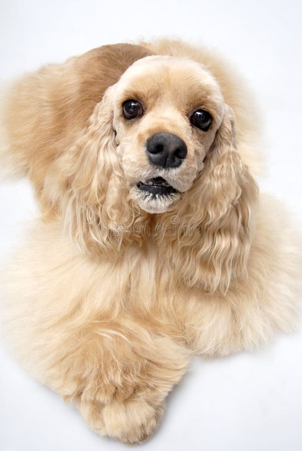 Front View of an American Cocker Spaniel, Panting, Sitting Stock Image ...
