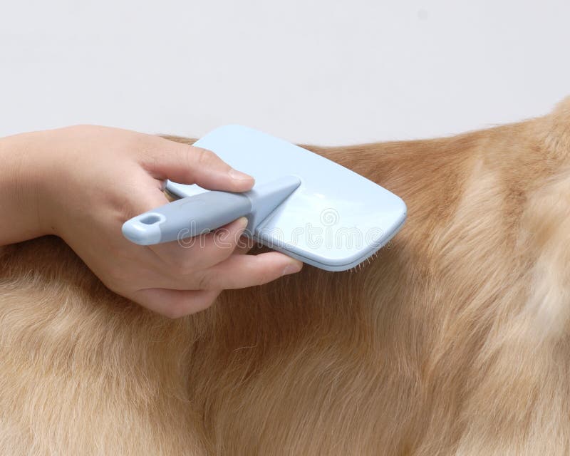 Dog Pet American Cooker Spaniel Stock Image - Image of cooker, pets ...