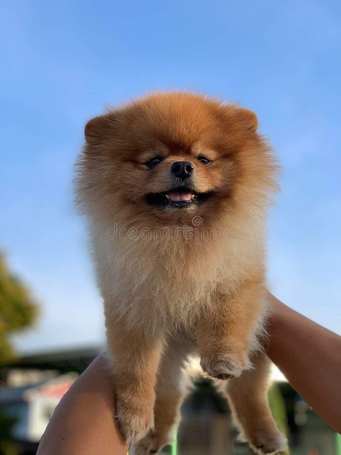 Dog Pet and Animals Graphic Design for Illustration Texture Abstract ...