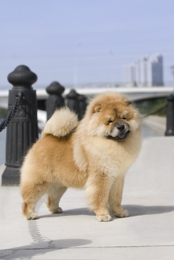 Dog pet chow chow stock image. Image of white, mini, face - 10054901