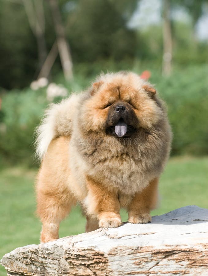 Dog pet chow chow stock image. Image of white, mini, face - 10054901