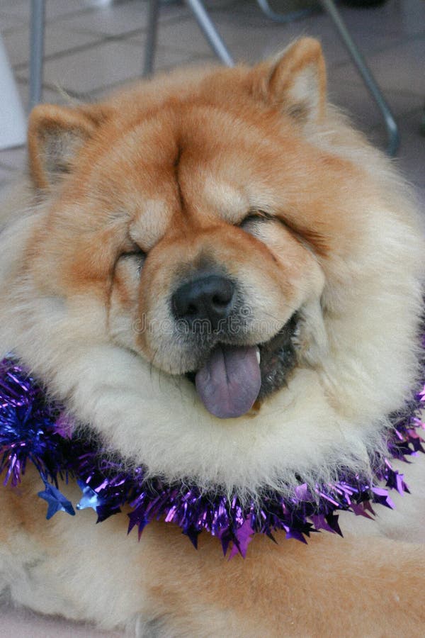 A Dog Pet Chow Chow, Portrait of Chow Chow Dog Stock Photo - Image of ...