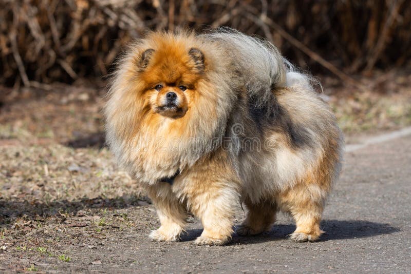 Dog pet chow chow stock photo. Image of nature, domestic - 144030414
