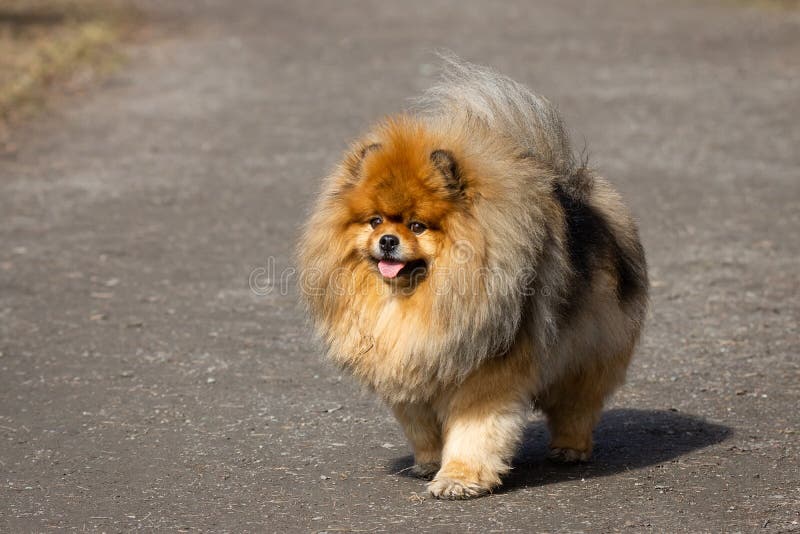 Dog pet chow chow stock image. Image of breed, mammal - 144030671