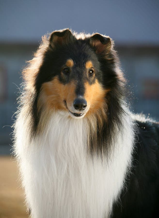 Dog pet Collie stock photo. Image of hairdressing, lovely - 10106298