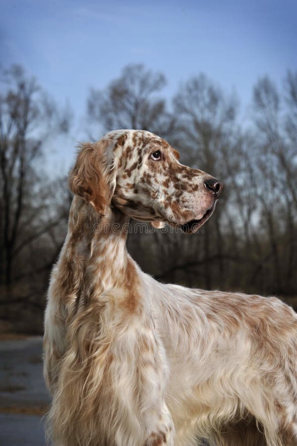 English Setter Dogs stock image. Image of kennel, face - 35094243