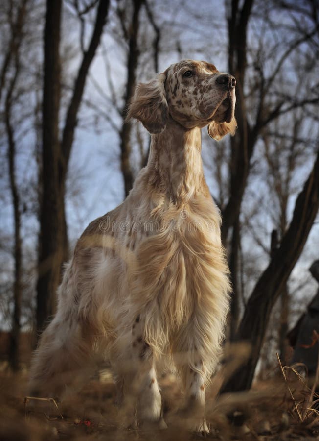 English Setter Dogs stock image. Image of kennel, face - 35094243
