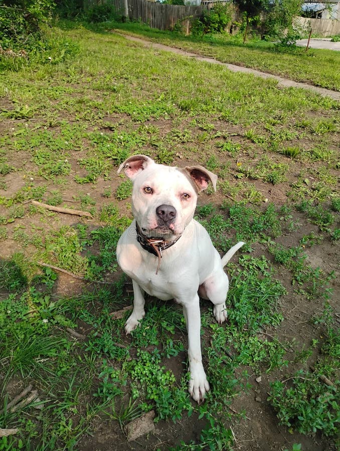 Dog, Pet, Retriever, Friend, Emotional Support Stock Photo - Image of retriever, emotional ...