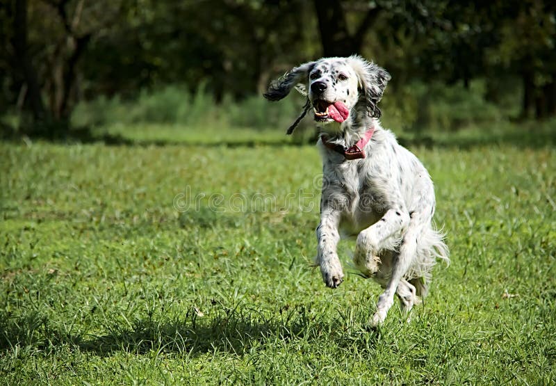 Dog,pet,running,active,energy,happy Stock Image - Image of energy ...