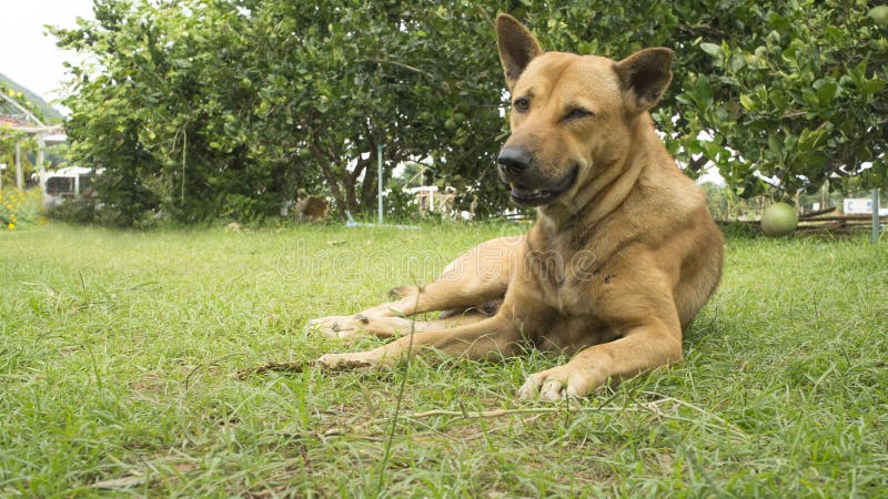 Dog Pet Sleep Lazy Lay Down Canine Sit Concept Stock Photo - Image of ...