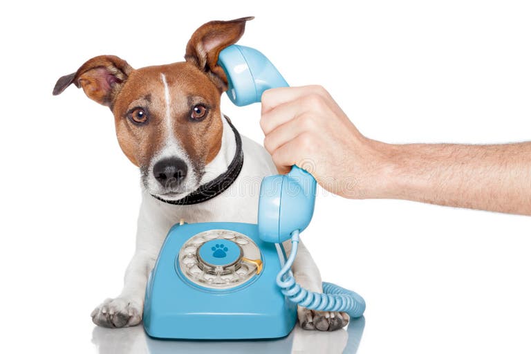 Dog on the phone stock photo. Image of calling, joke - 24767268