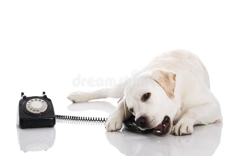 Dog and phone stock photo. Image of domestic, friend - 60682802
