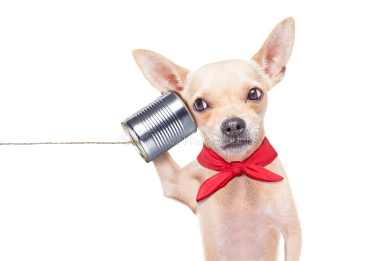 Dog on the phone talking stock photo. Image of expression - 27463356