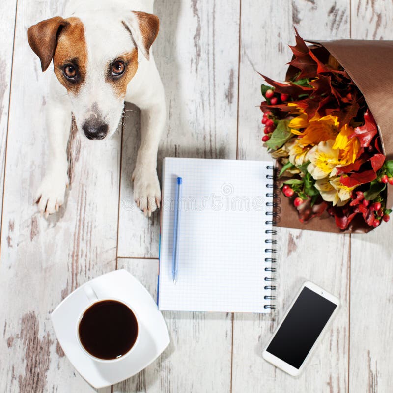 Dog with Phone, Notebook and Coffee Stock Photo - Image of blogger ...
