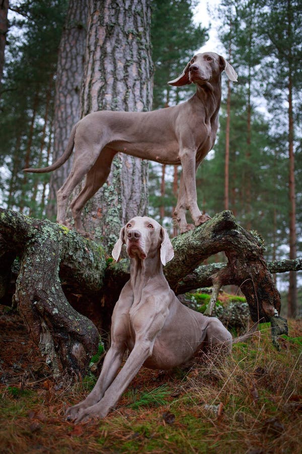 4,974 Weimaraner Dog Stock Photos - Free & Royalty-Free Stock Photos ...