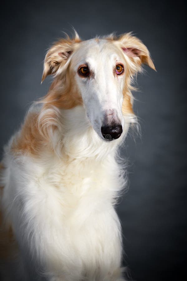 Dog stock photo. Image of indoor, hound, borzoi, snout - 38092752